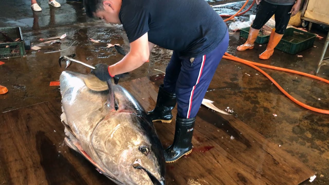 A fisherman uses the sharpest fish knife to easily handle a giant ...