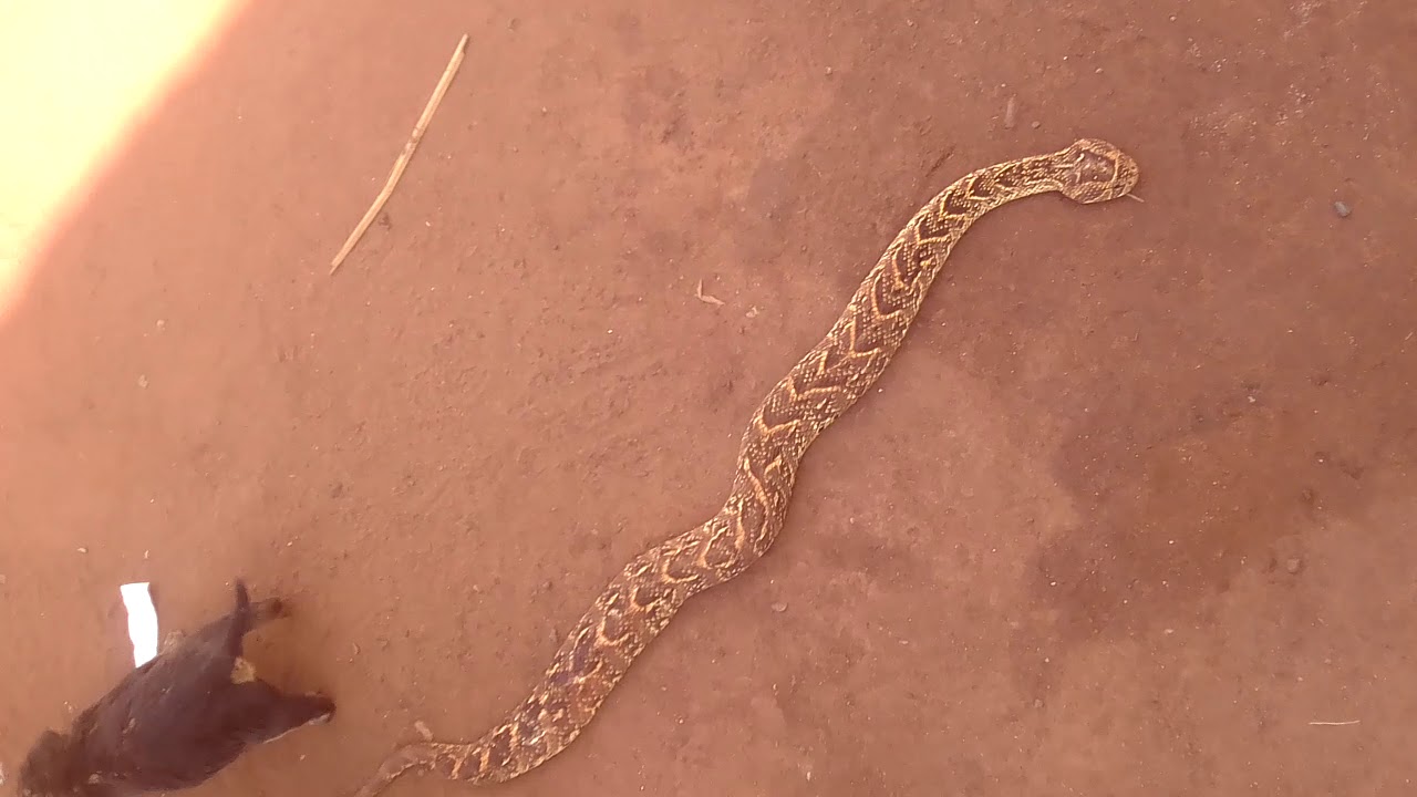 Wow snake - YouTube