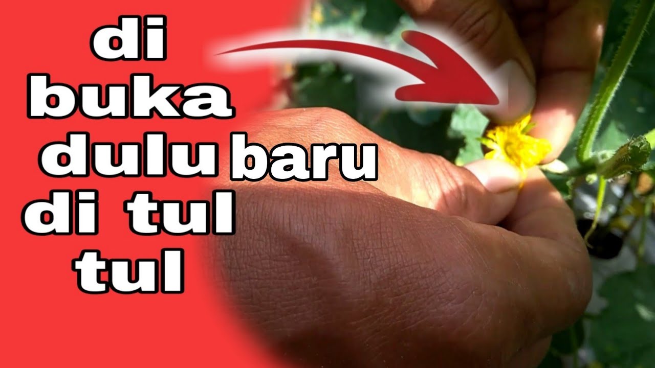 cara mengawinkan bunga mentimun atau polinasi mentimun - YouTube