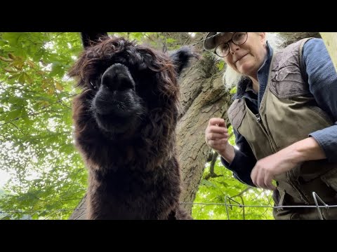 Alpaca BlackBird was missing when I brought flock in. She was fence ...