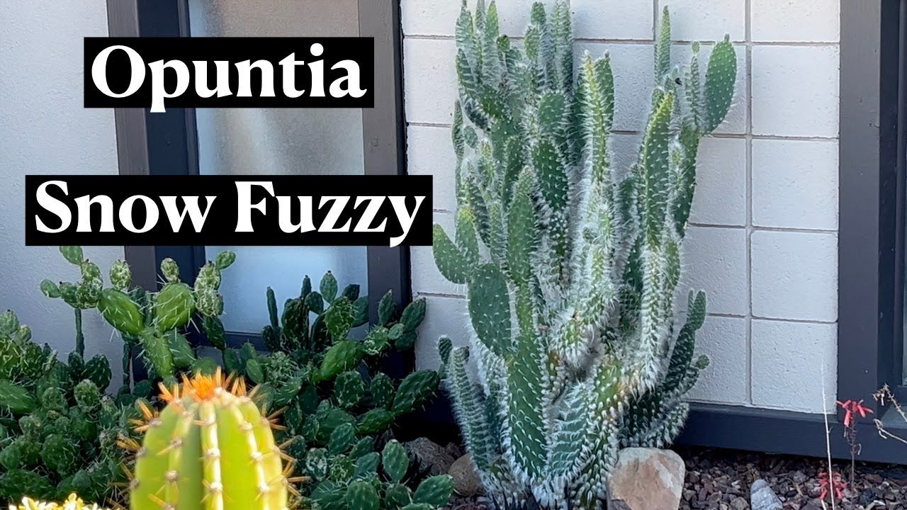 Opuntia Polyacantha Snow Fuzzy * 24 Days of Cacti & Succulents - YouTube