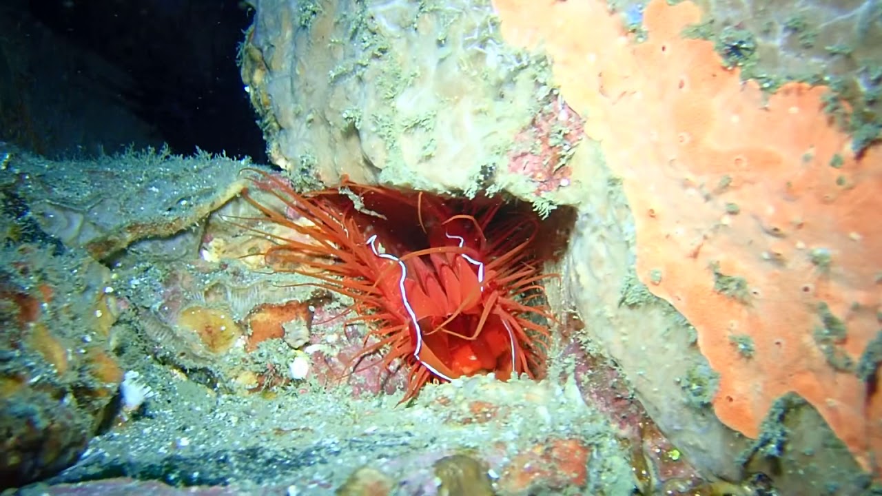 Disco Clam! How is this even real? - YouTube
