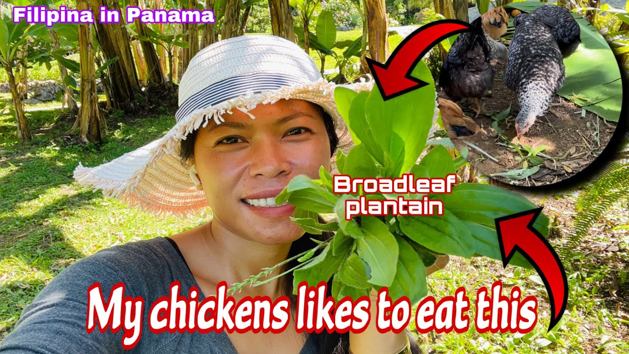 Most beneficial weed Broadleaf plantain for my chickens - YouTube