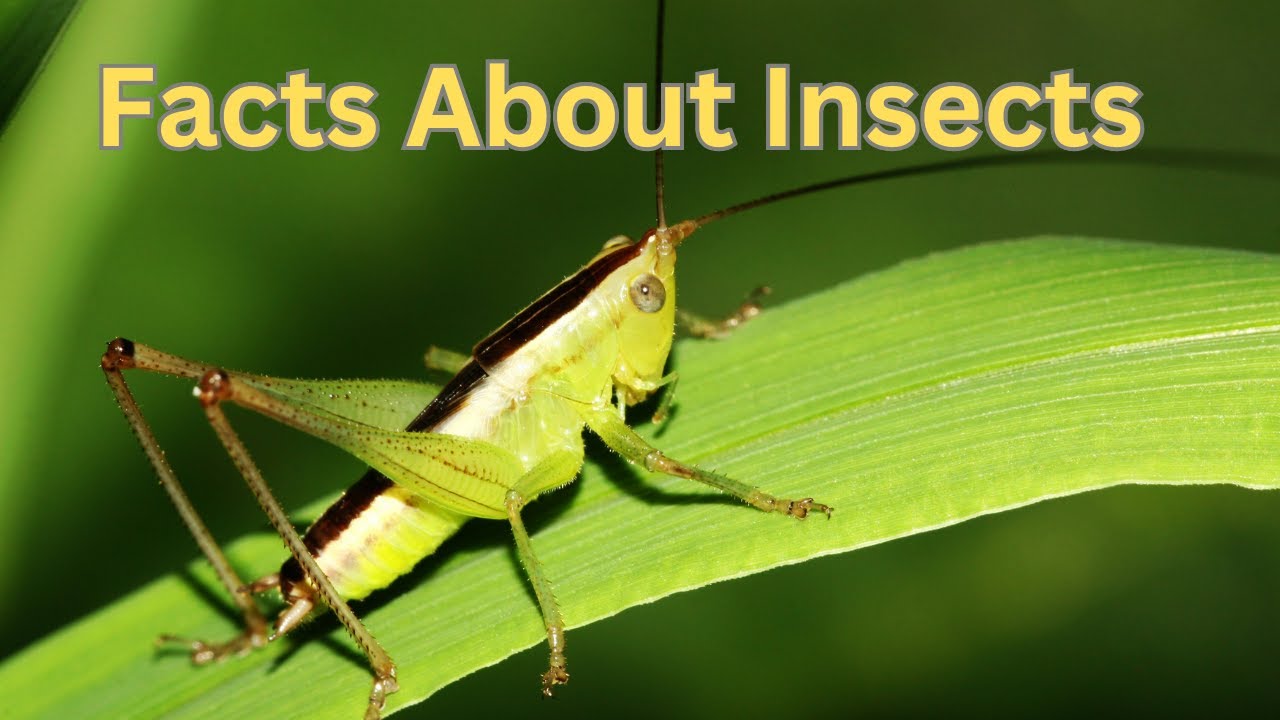 "Fascinating Facts About Insects | A Closer Look at Nature's Tiny ...