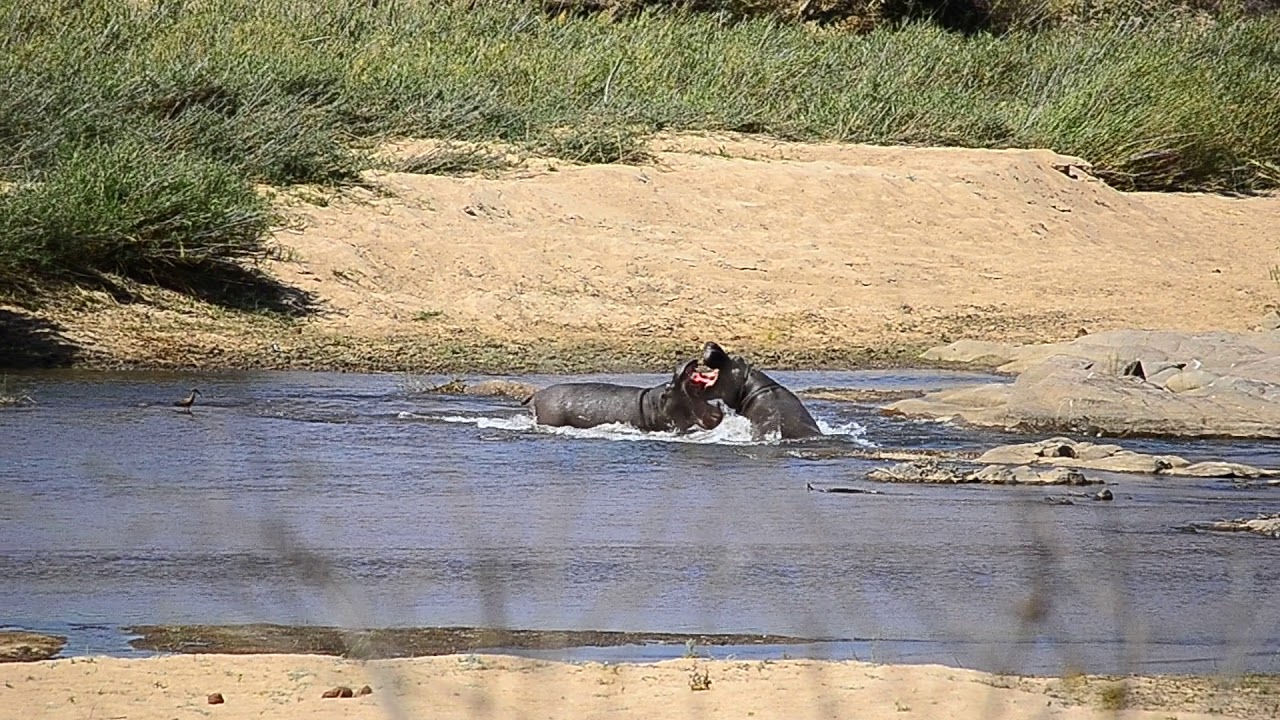 Epic... Hippo chase each other in the river! - YouTube