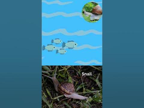 Snails movement #snail #shorts - YouTube