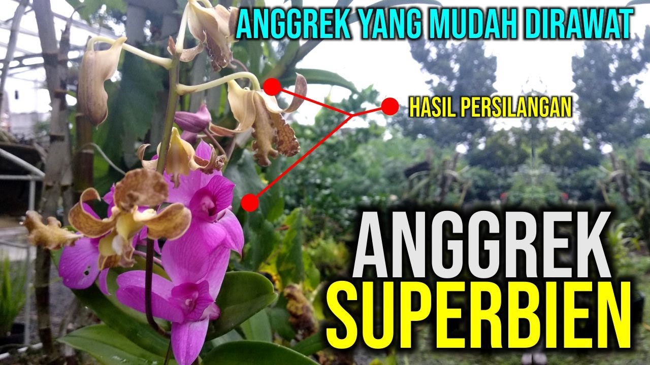Anggrek Superbien! Anggrek Cantik dan Mudah Dirawat - YouTube