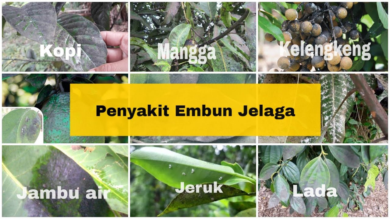 Penyakit Embun Jelaga Pada Tumbuhan - YouTube