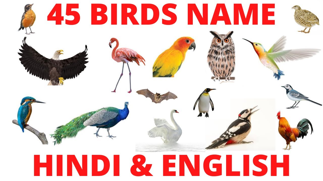 BIRDS NAME With Pictures IN HINDI AND ENGLISH BIRDS NAME IN ENGLISH birds-name-with-pictures-in-hindi-and-english-birds-name-in-english