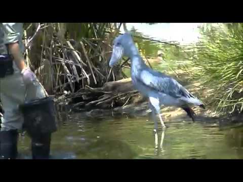 The "Shoebill" Is A Scary Looking Bird! #Shoebill #LookingBird - YouTube