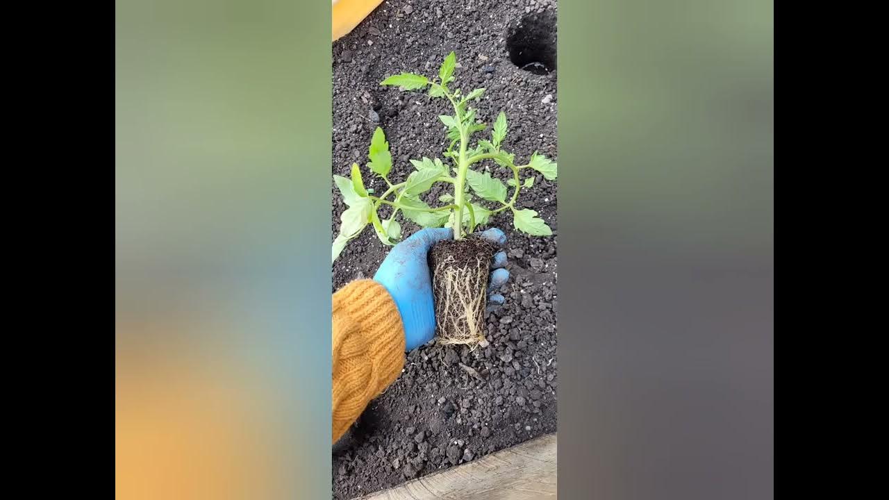 Томат Янтарный купол - YouTube