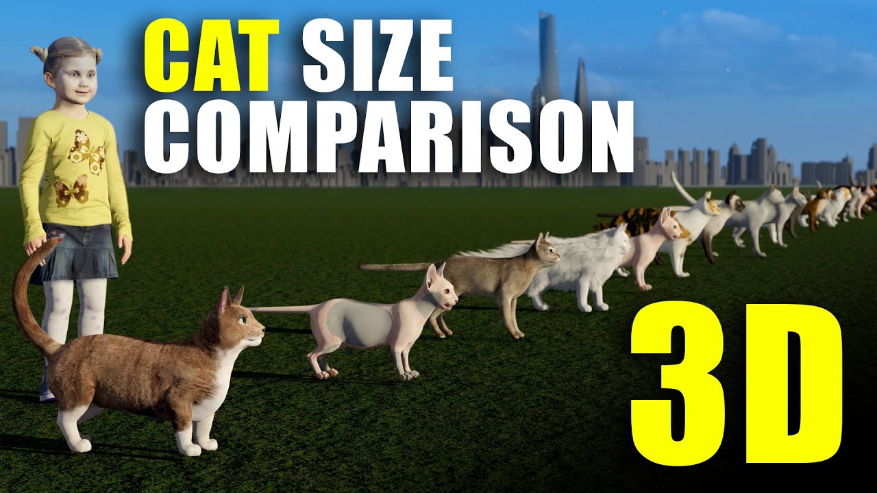 3D Size Comparison: Cats Breeds Of The World And His Origins 🌍 - YouTube