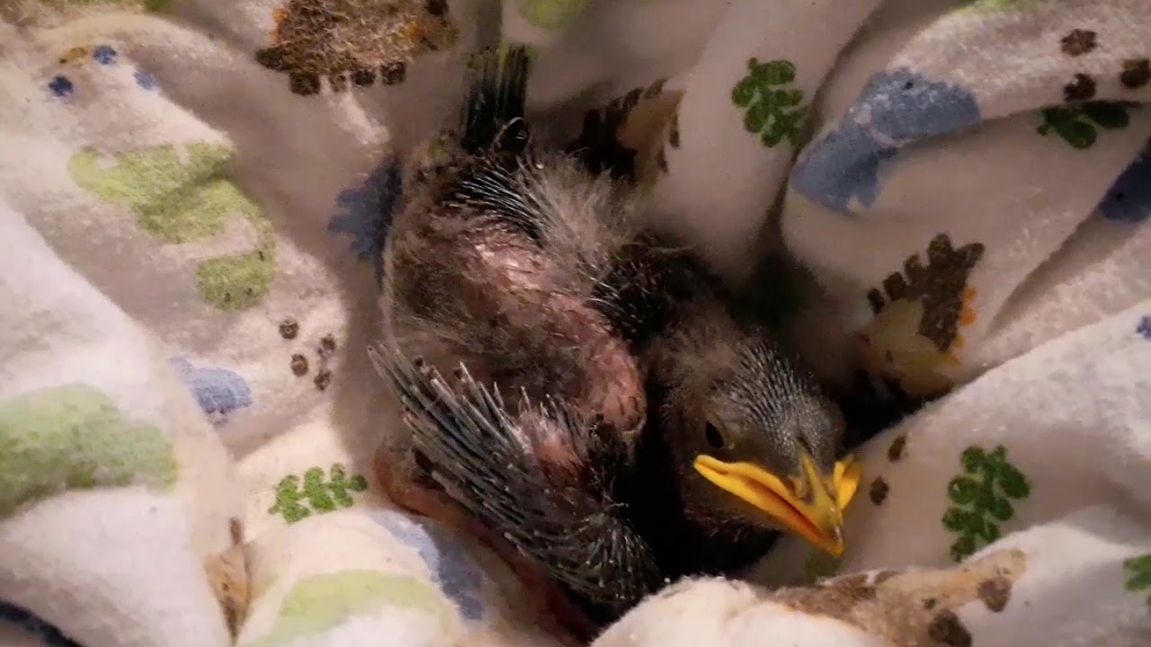 Feeding a 10 day old baby starling - YouTube