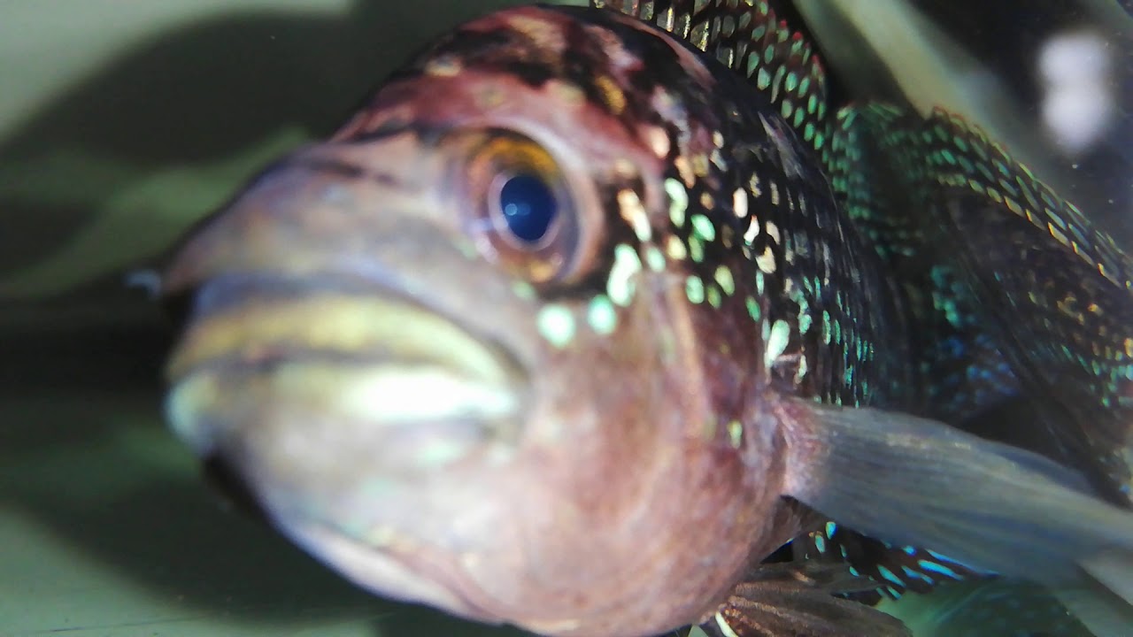 "Mick Jagger" Fish - YouTube