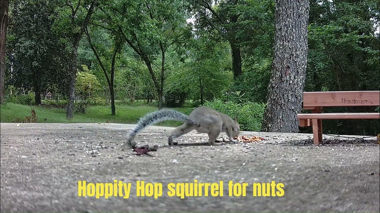 Squirrel hops for nuts and Cardinal check out the nuts - YouTube