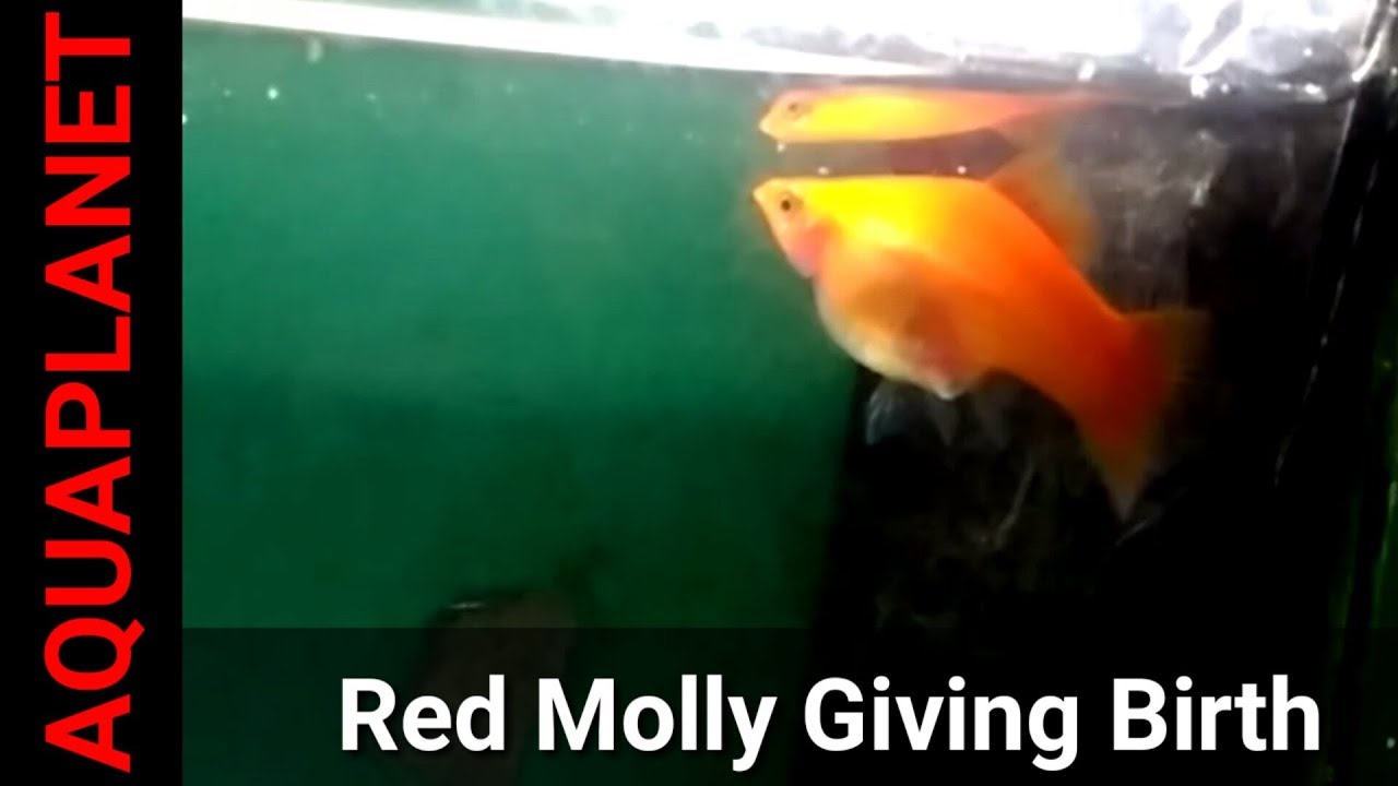 Pregnant Red Molly Fish