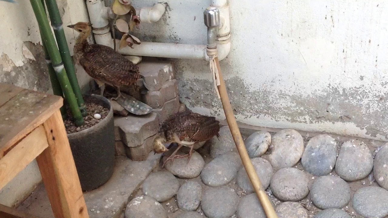 Life cycle of peacock part 2 - YouTube