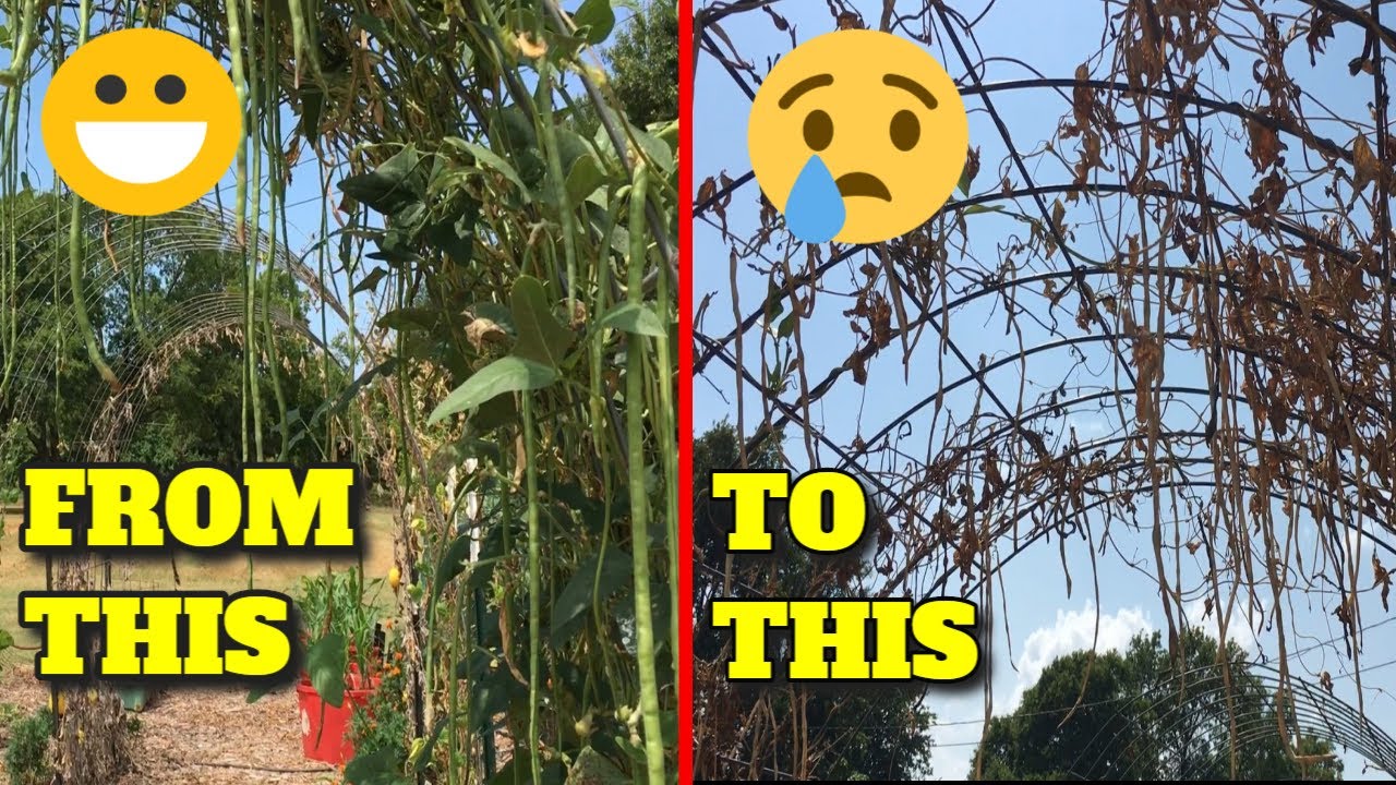 ⚡ FROM GREAT SUCCESS 💣 TO UTTER FAILURE... IN 𝗢𝗡𝗘 WEEK 🕔 JUST WHEN ...