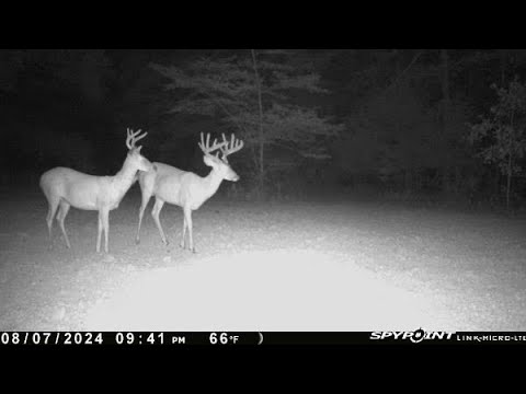 Food Plots and Trail Cameras!! Fall Prep for Deer Season - YouTube
