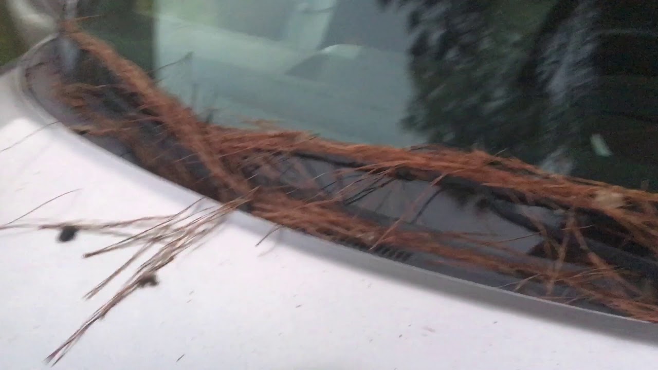 Scion 4 12 wall update #?? Lol - YouTube