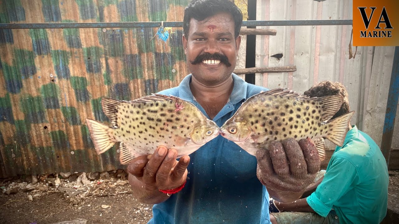 🔥🔪காசிமேடு சிறுத்தை துரை 🦈சீப்பிலி மீன்(PAIRA CHANDA FISH)🦈 வெட்டும் ...