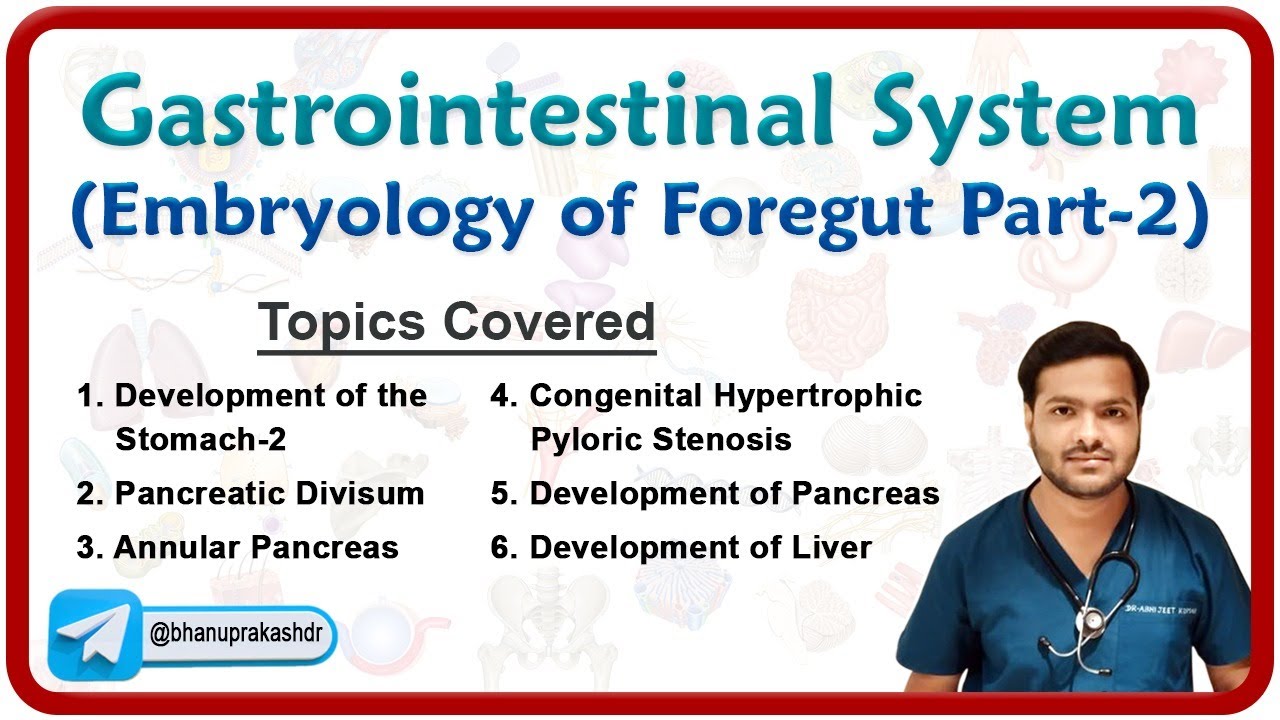 Embryology of Gastrointestinal system - Development of Foregut, Stomach ...