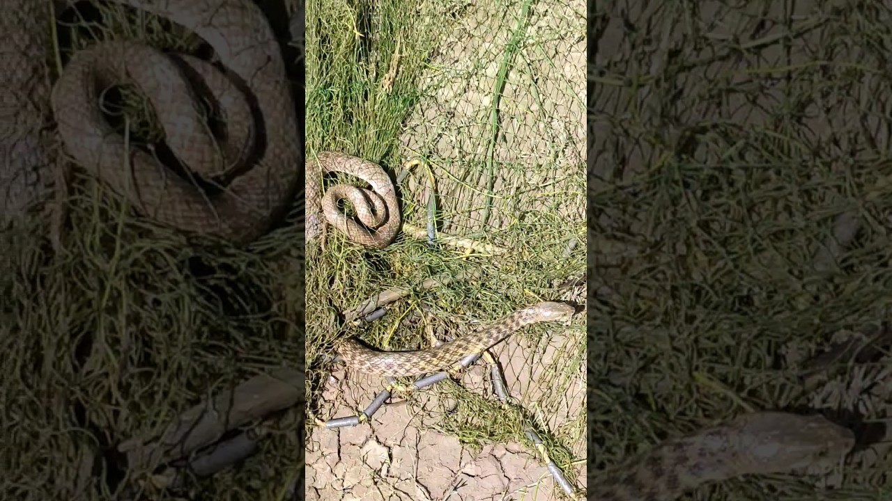snake in live#/palleturi pamu😱 - YouTube