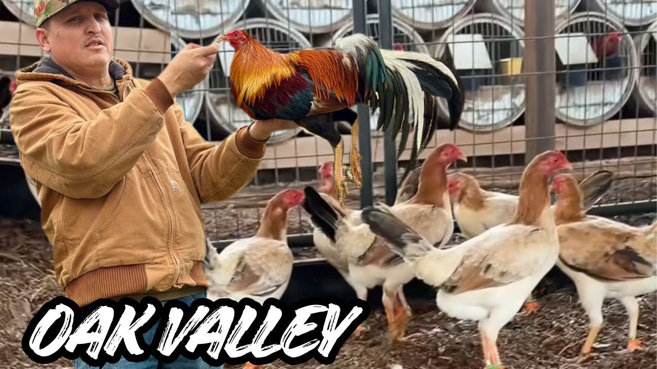 Outdoor Breeding Pens Feeding Time OAK VALLEY Farm - Shape Outdoor ...