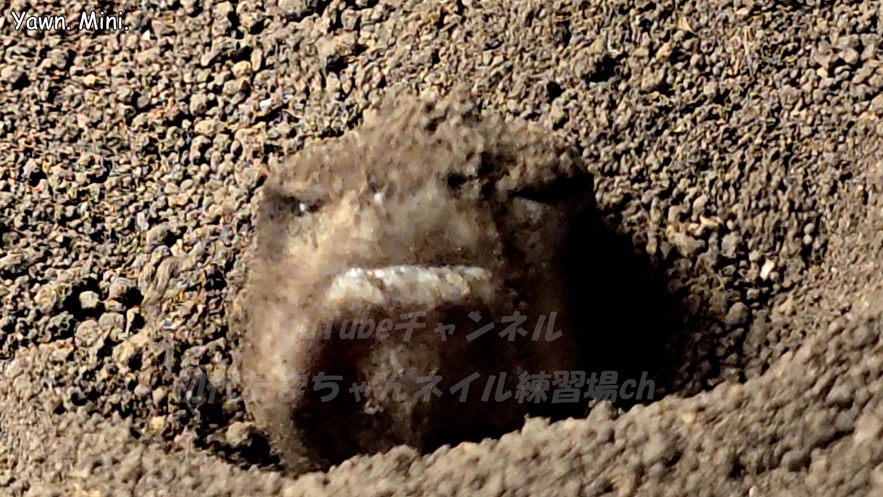 Mini Yawn. 『ミニあくび』The rain frog. Prince Akubi. アメフクラガエル🐸 あくび王子👑 - YouTube