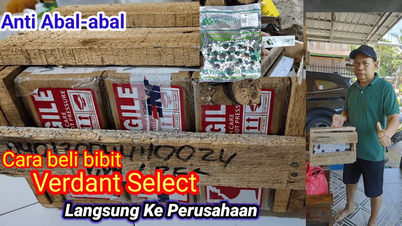 Cara beli bibit sawit verdant Select tanpa perantara!! bibit termahal ...