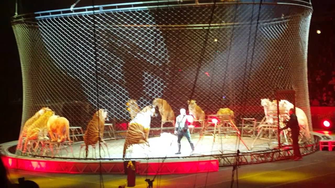 Ringling Brothers and Barnum Bailey Circus- the extreme tiger act - YouTube