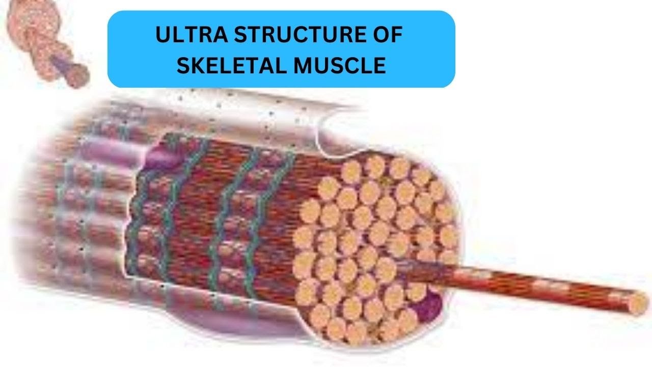 Ultra Structure of Skeletal Muscle | BSc Zoo | SEM 6| Dr.Rani.S.Dharan ...