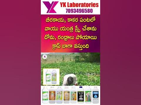 బీరకాయ, కాకర పంటలో వాయు యంత్ర స్ప్రే చేశాను దోమ, రంధ్రాలు పోయాయి క్రాప్ బాగా వస్తుంది | YK Lab ...