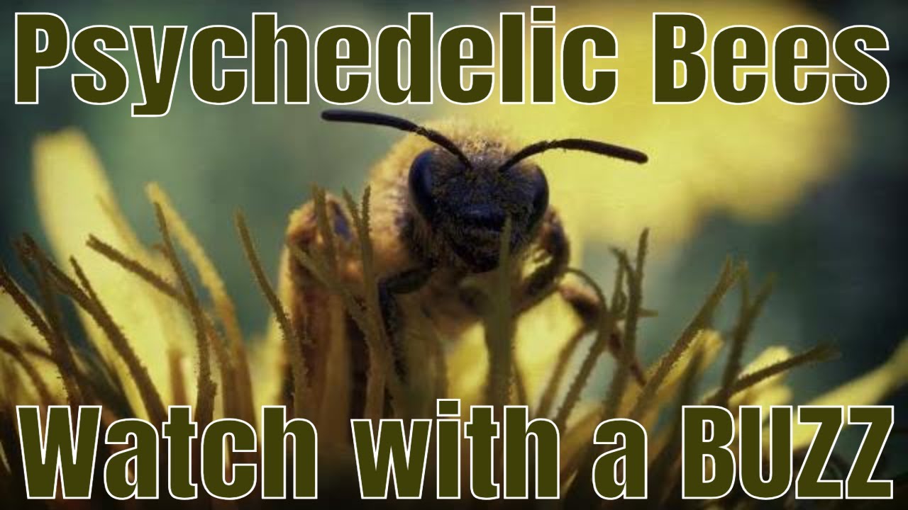 PSYCHEDELIC TRIP # 101 | BEES | TRIPPY VISUALS | WATCH WHILE HIGH - YouTube