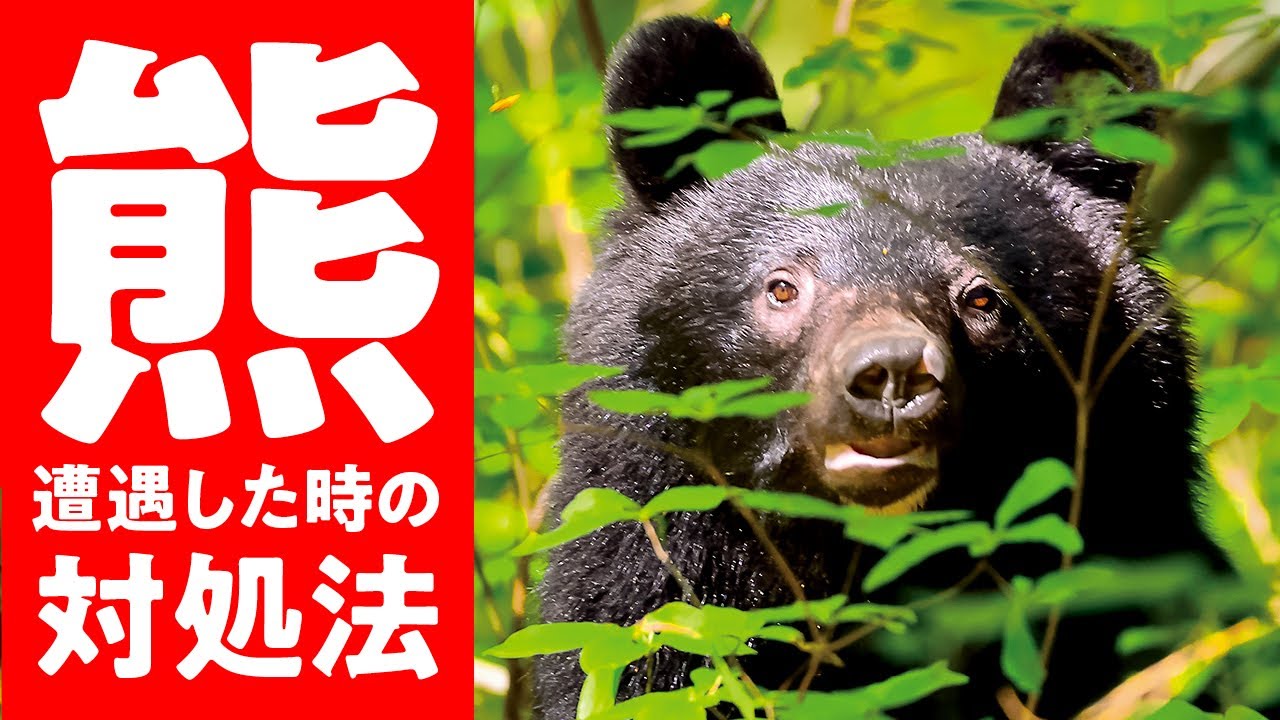 熊 に 遭遇した時 の 対処法 】を 熊博士 に聞く Youtube