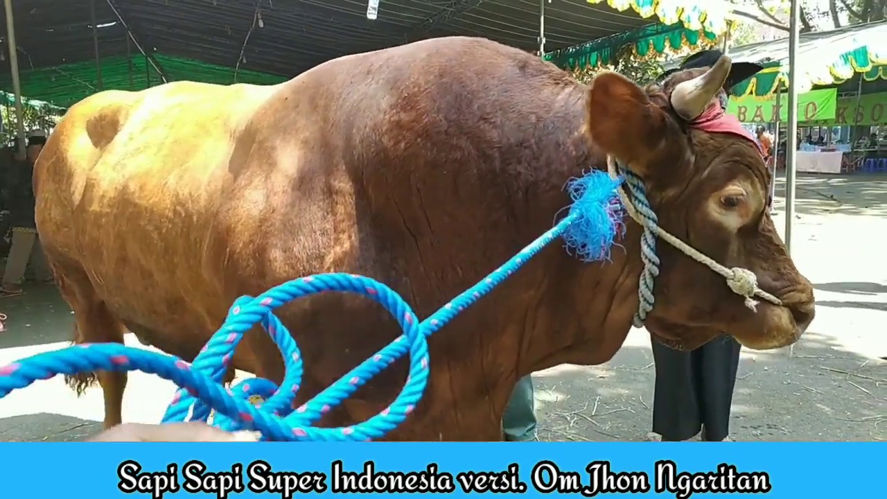 Sapi Terbesar di Indonesia, Sapi Monster & Sapi Super || Video ...