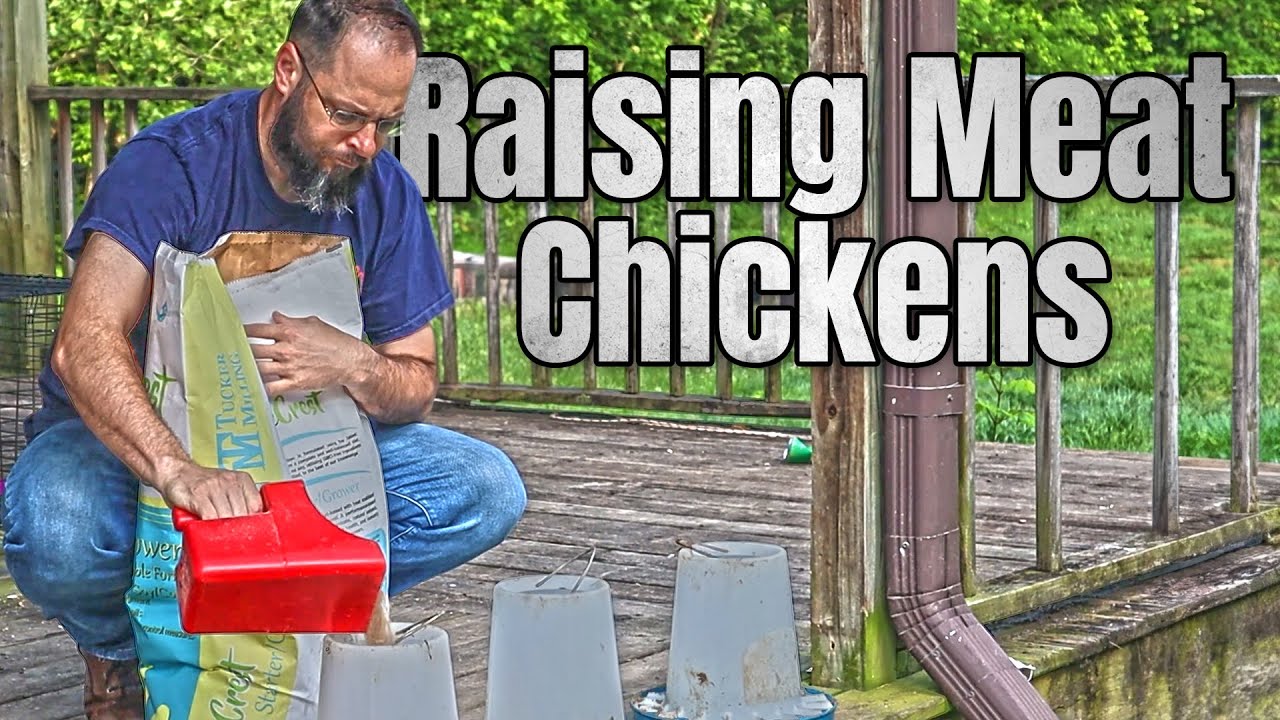 My Morning Chicken Routine - YouTube