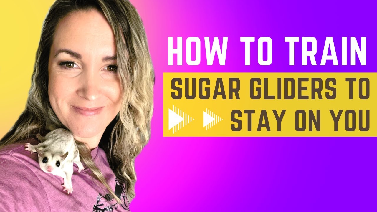 "STAY ON ME Training" | Training Sugar Gliders to STAY ON YOU - YouTube