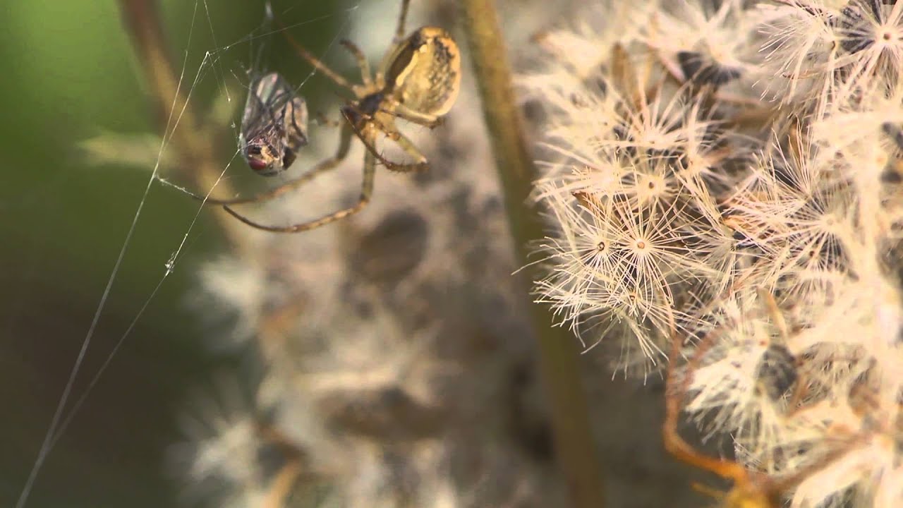 Autumn Spiders - YouTube
