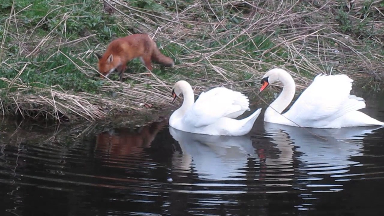 FOX & SWANS near my house PJ - YouTube
