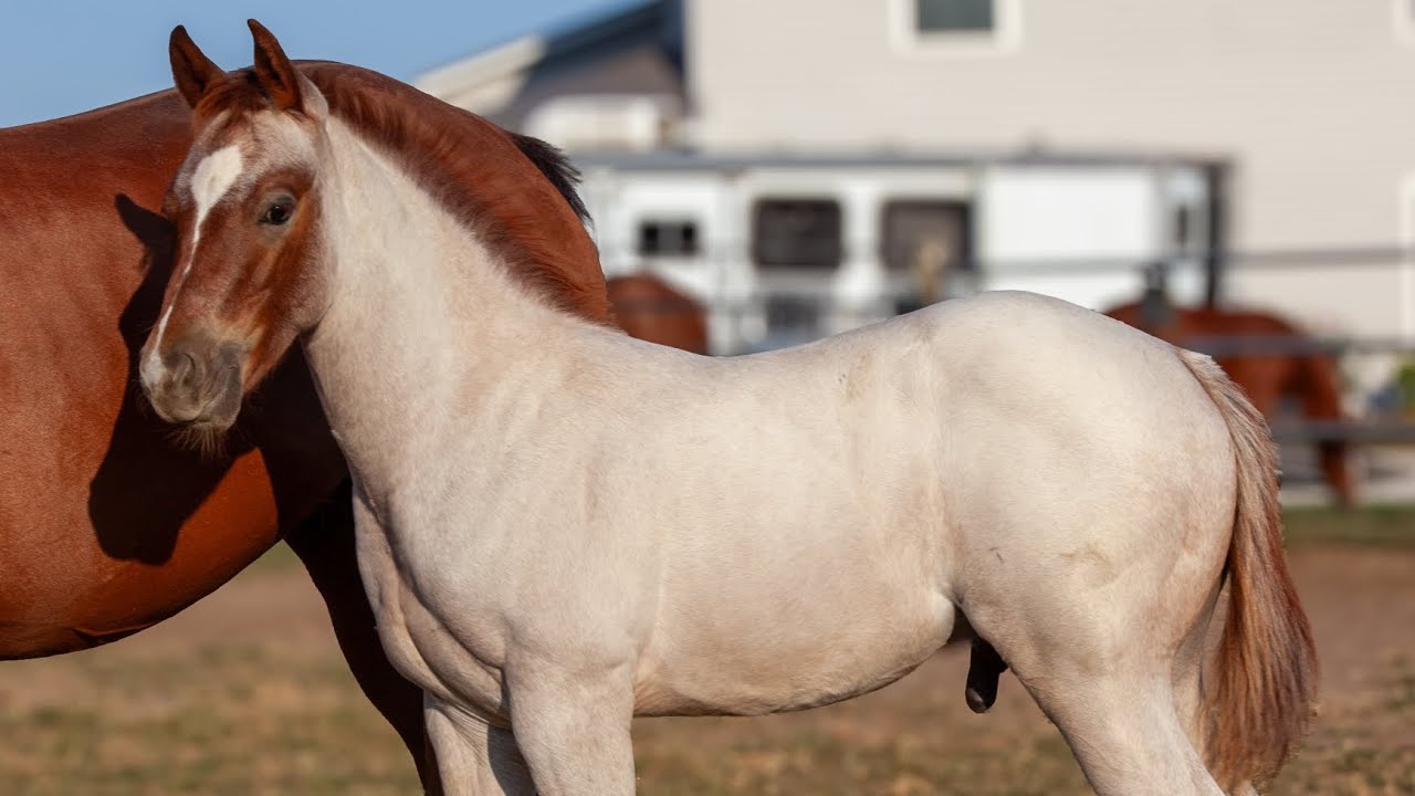 LOT #10 Metallic Berry x Guns A Smoken - YouTube