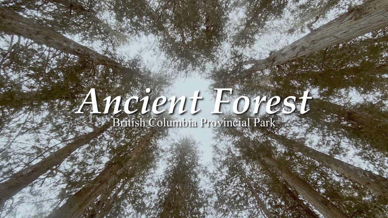 [Life in Canada] Walking the trail : Ancient Forest, BC - YouTube