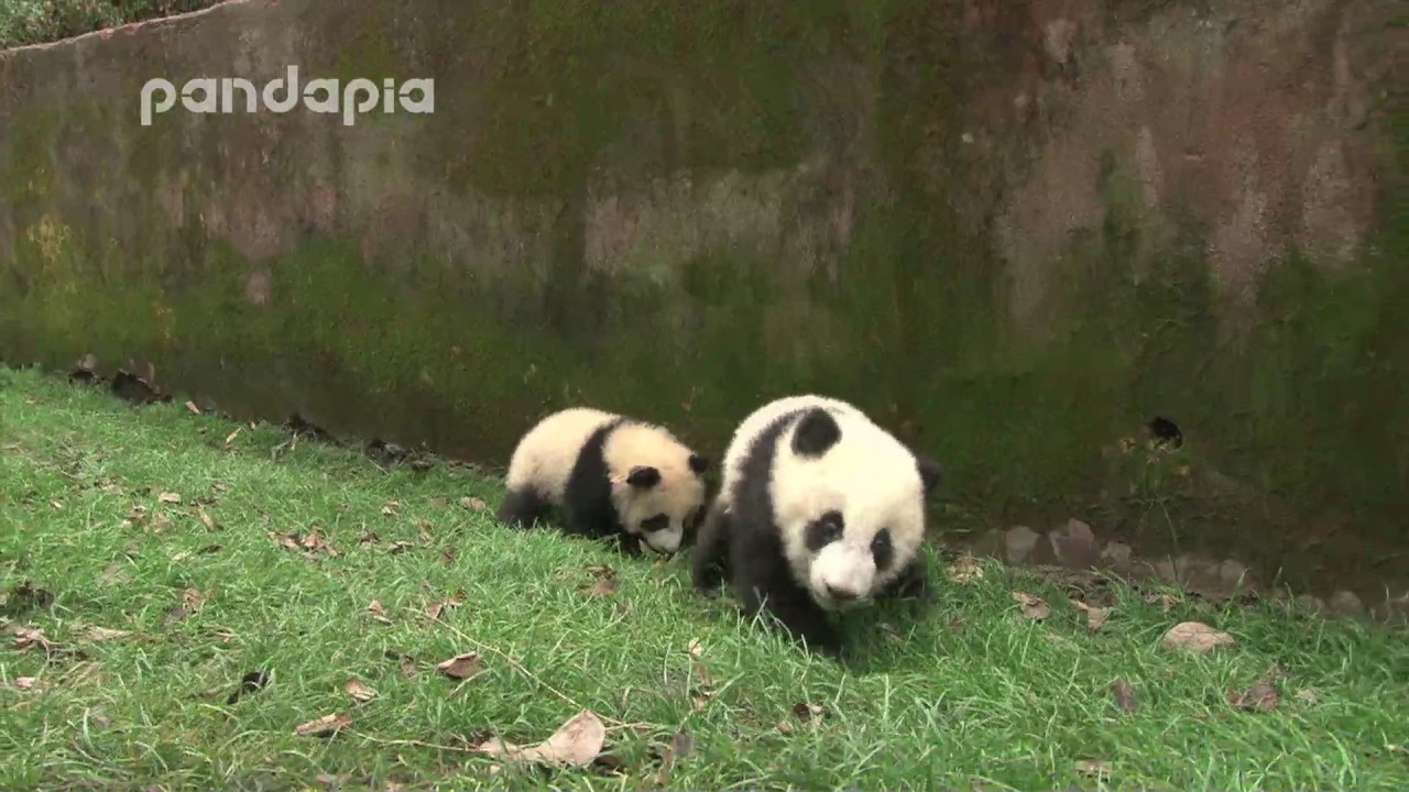 Panda cubs chase the cameraman - YouTube