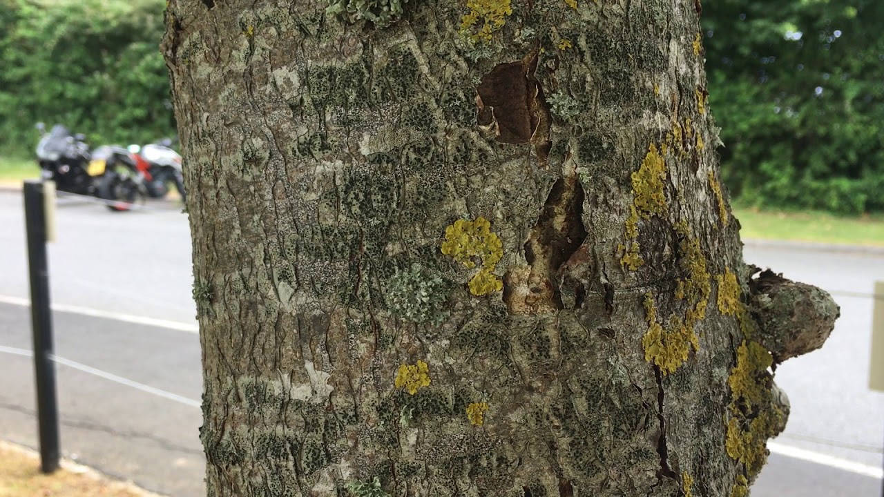 Wild service tree (Sorbus torminalis) - trunk close up - July 2018 ...