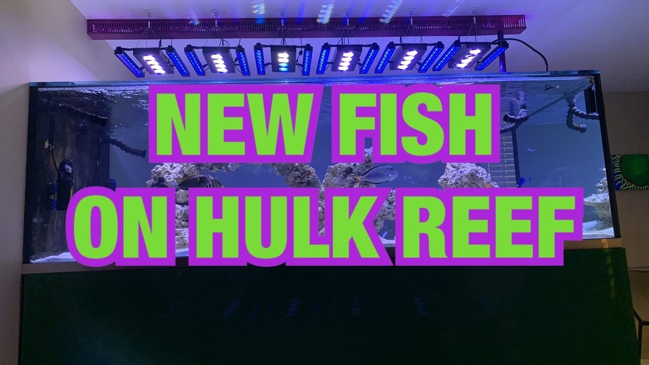 NEW FISH !!!!!! FOR HULK REEF 600 GAllON - YouTube