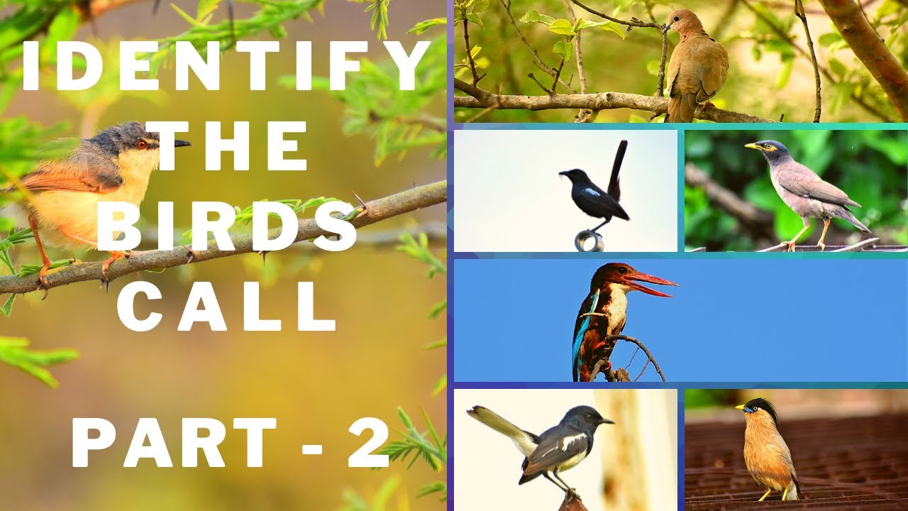 identify the birds call | part 2 | common indian birds call | - YouTube