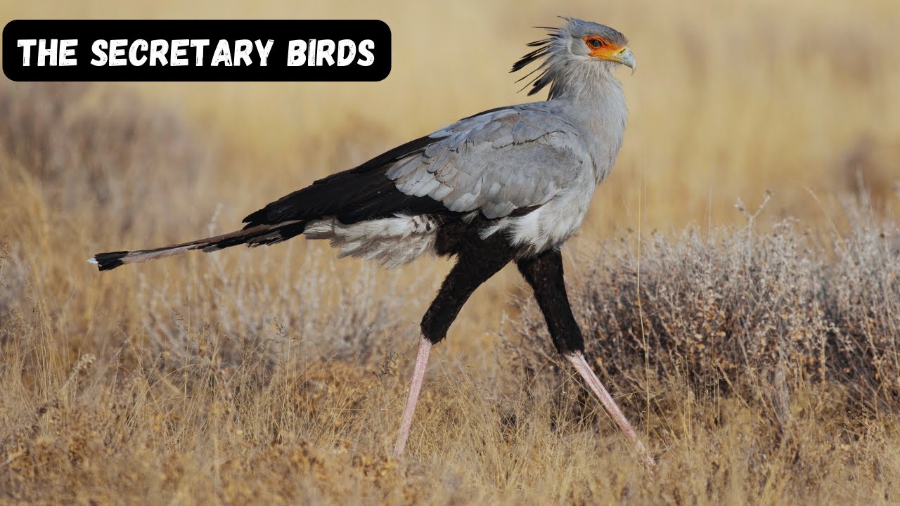 Get to Know the Majestic Secretary Bird in the African savanna - YouTube