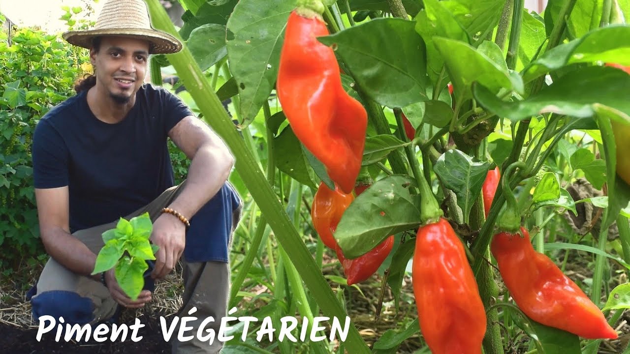 Comment cultiver le Piment VEGETARIEN | En pot ou dans son jardin - YouTube