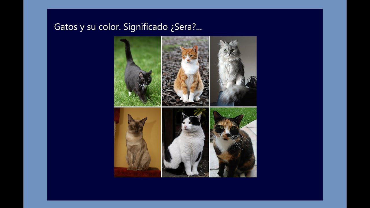 Gatos y su color . Significado ¿Sera?... - YouTube