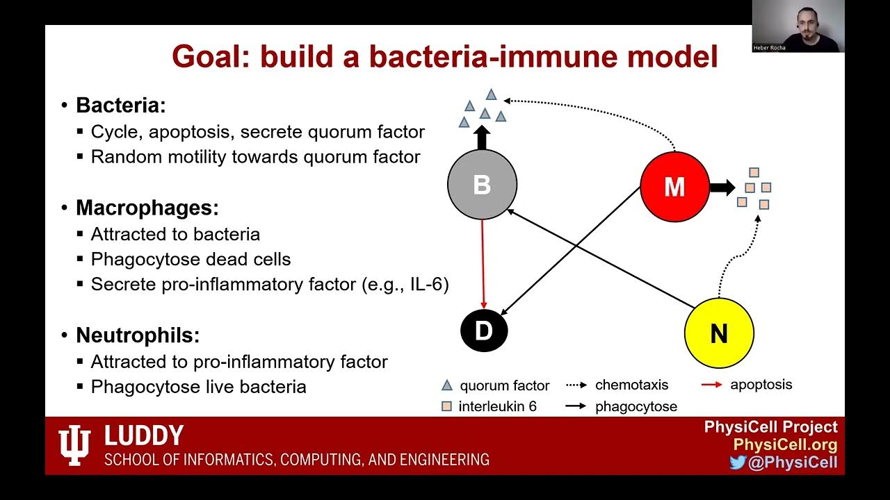 PhysiCell ws2022 Session 4: Intermediate Workflow and Two Examples ...